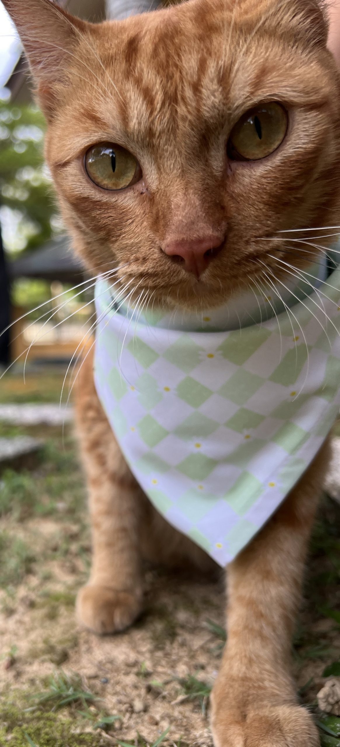 15 Sites To Make Print On Demand Pet Products – Passive Marketeer